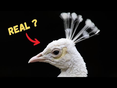 Albino animals explained! - albino monkeys, albino peacock, albino lion, albino wallaby