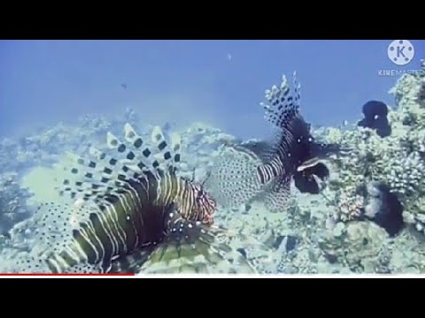 Marine life - Fishes, Birds and Sea Animals in Hindi/Urdu