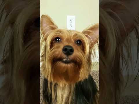 Adorable Dog Learns To Say "I Love You!"