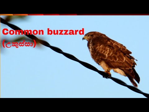 Common buzzard (උකුස්සා)