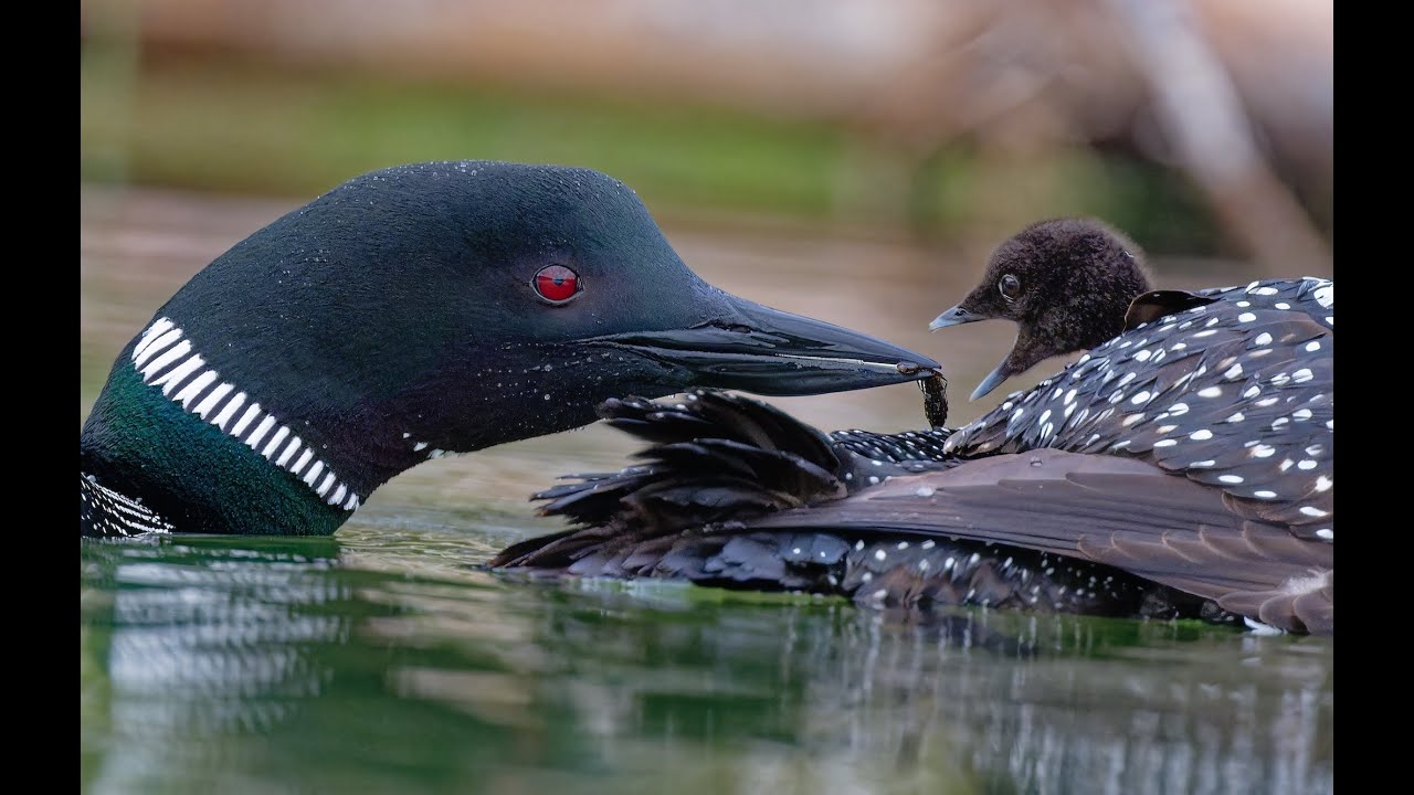 Common loons with their chicks