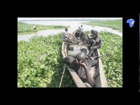 The water hyacinth problem in L.Victoria