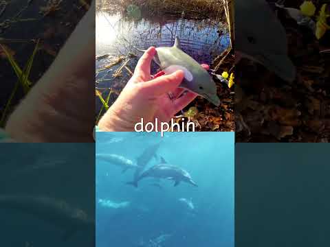 Learn Sea Animal Names for Babies Kids at the Pond: Starfish Crocodile Dolphin Blue Shark Penguin