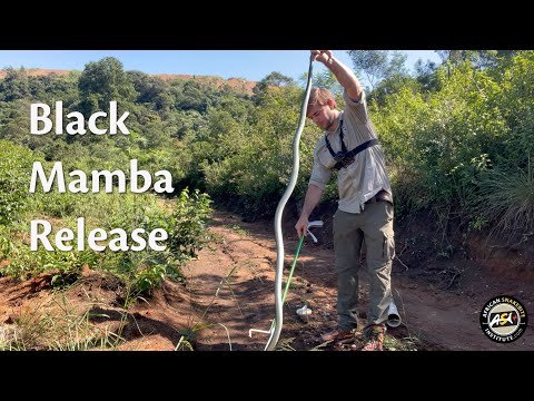 Relocating a Black Mamba