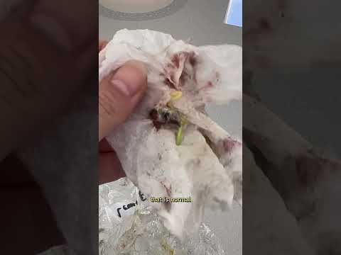The new method of growing lemon seeds is working! Would you try it?๐