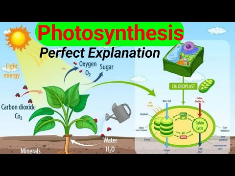 Photosynthesis - Definition, Process, and Diagrams | What is photosynthesis?