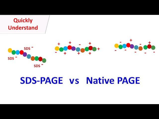 Understanding the Differences Between SDS PAGE and Native PAGE | Galaxy