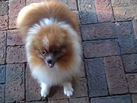 RetroDoggyRescue-Adopt Avis the Pom-ADOPTED