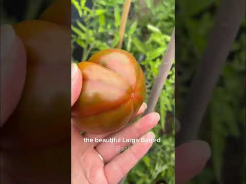 My top 4 tomato varieties from 2023! | Diary of a Yorkshire Gardener