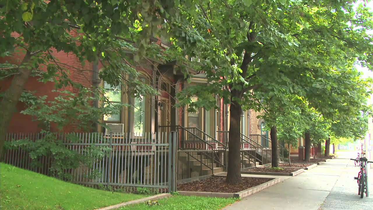 Urban Trees: The Climate-Friendly Gardener