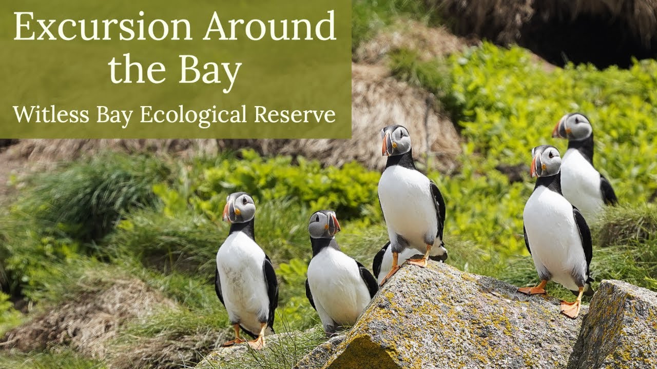 Excursion Around the Bay | Witless Bay Ecological Reserve