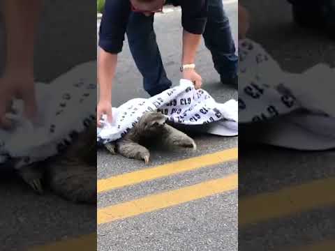 Sloth Gives High-Five to Man Who Helped Him! #Sloths #Shorts