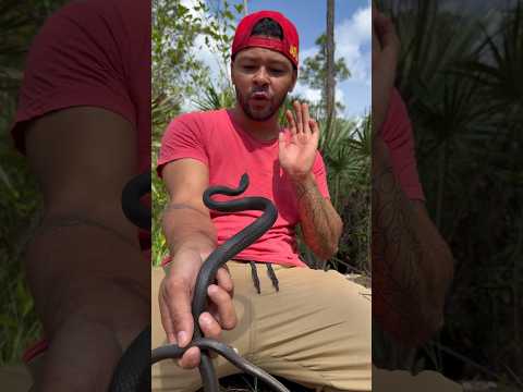 BLACK RACER With Black Mamba Heart!