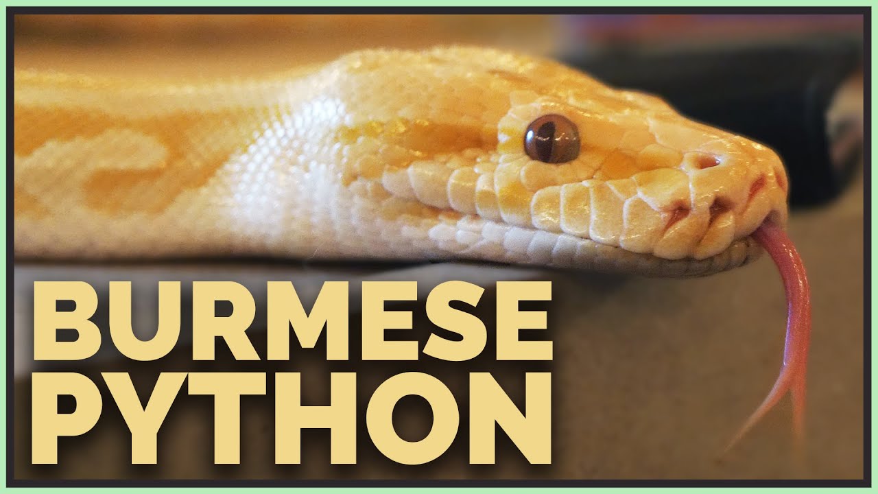 I Got a Burmese Python! Do They Make Good Pets?