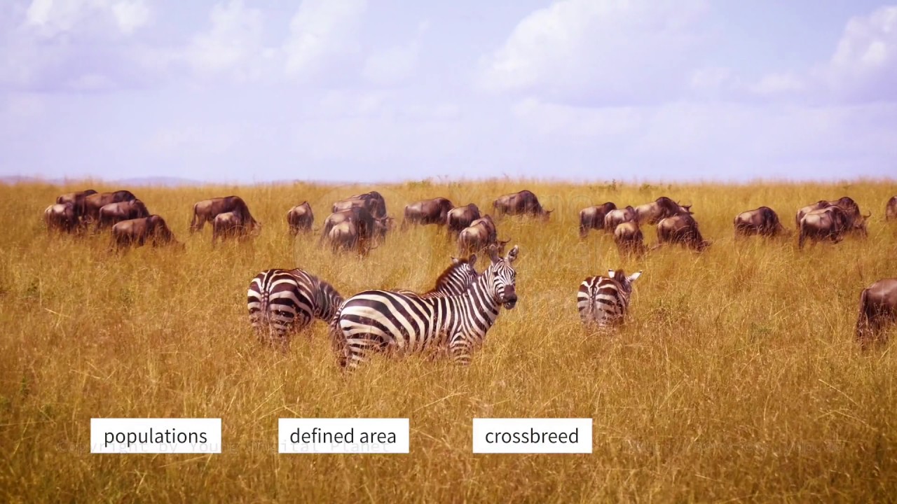 Components of the ecosystem - YDP services