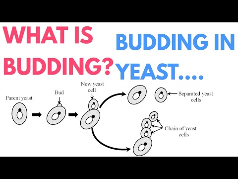 Budding in yeast || budding in yeast class 7 || budding in yeast in hindi || DARSHAN CLASSES