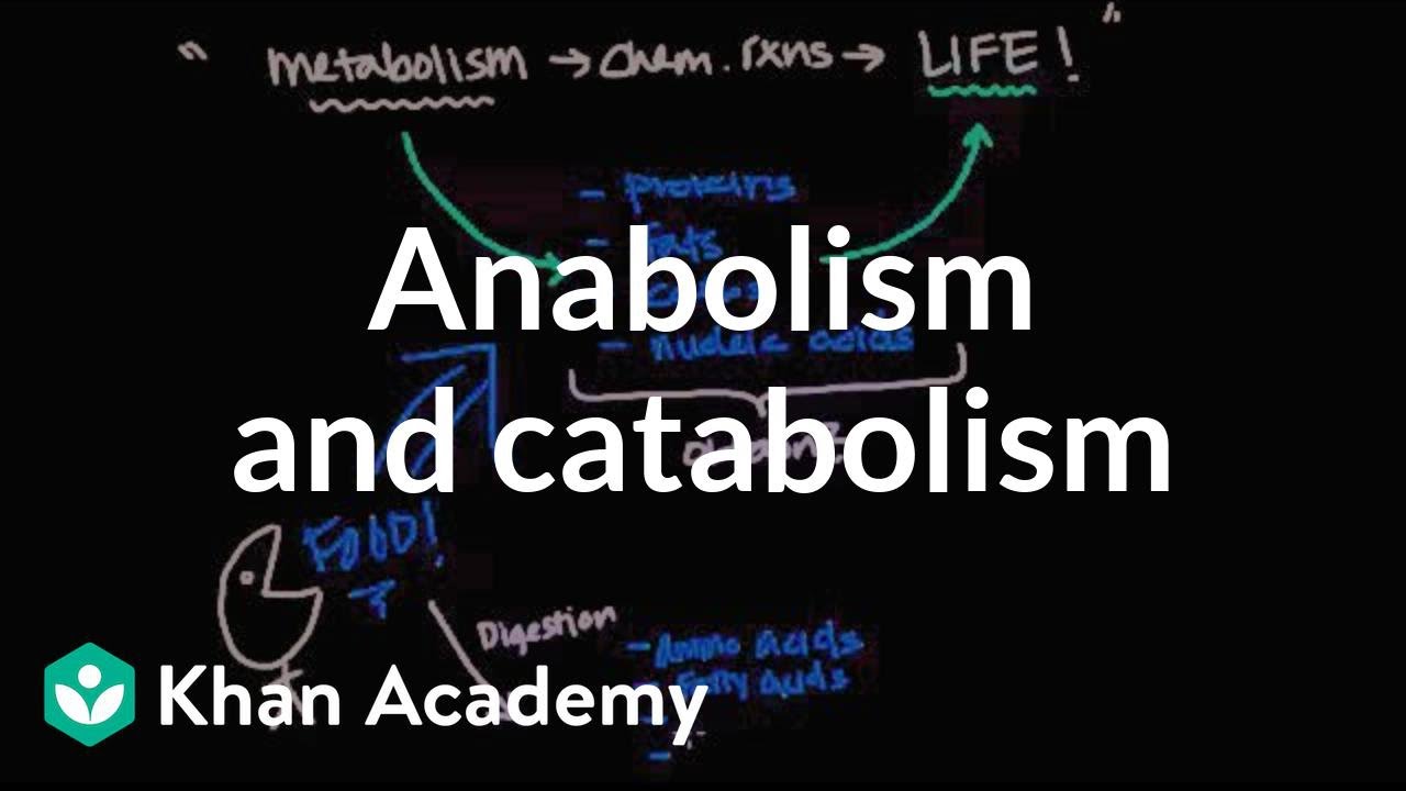 Overview of metabolism: Anabolism and catabolism | Biomolecules | MCAT | Khan Academy