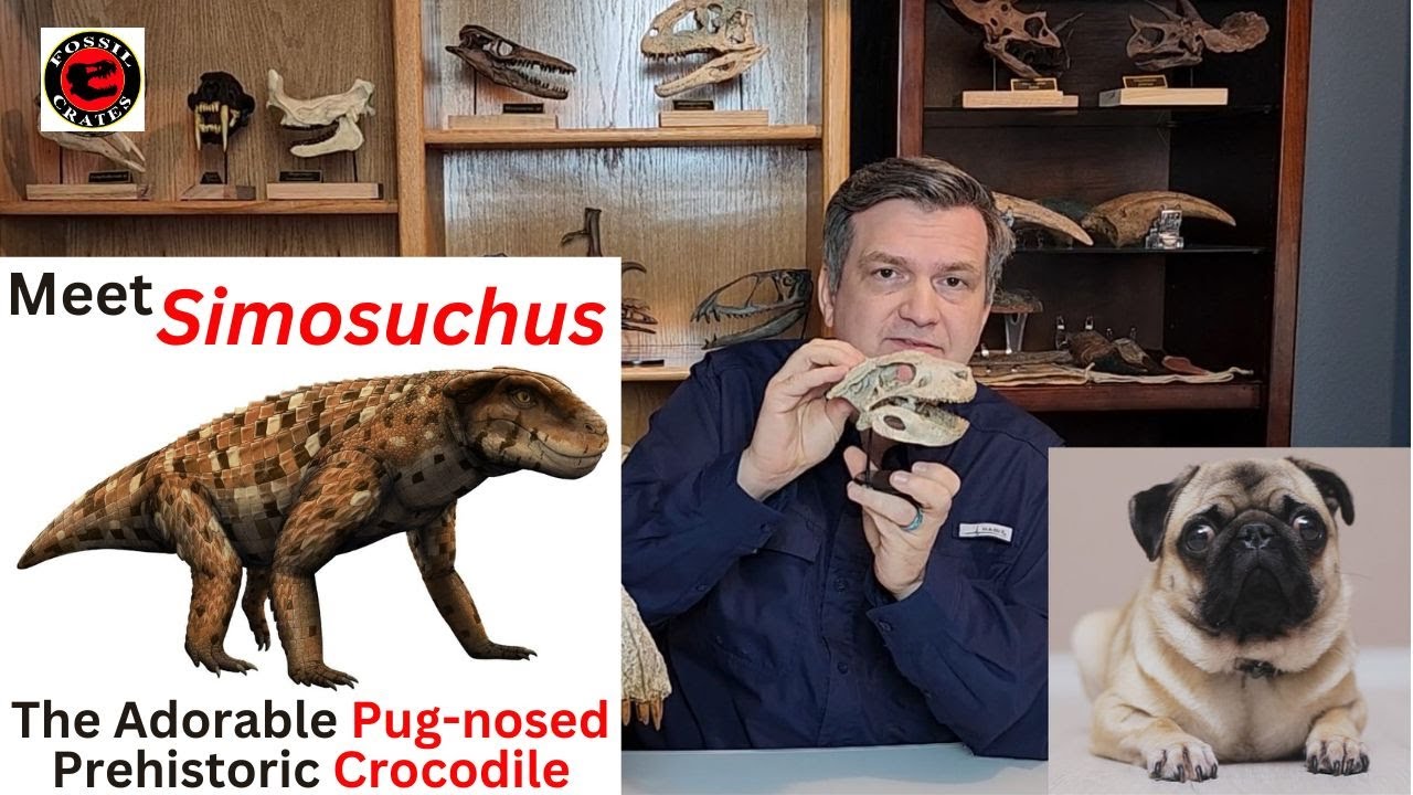 Simosuchus: The Adorable Pug-nosed Armored Crocodile