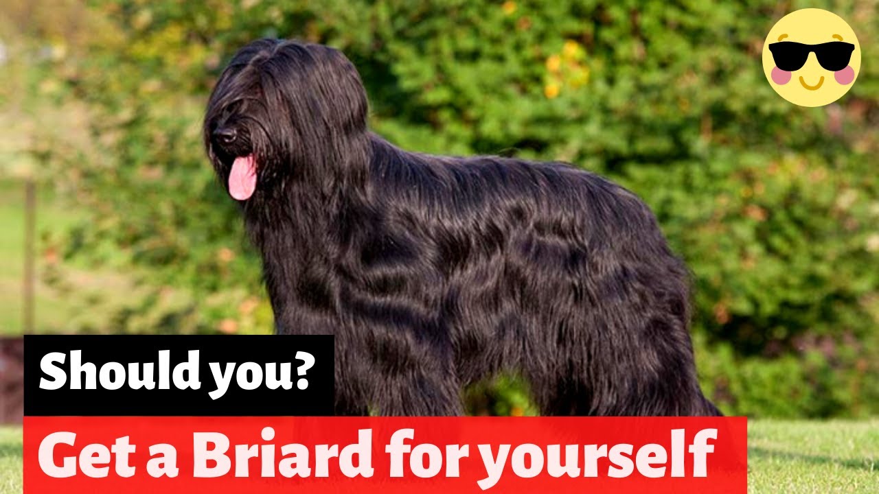 Briard | Should You Get Yourself This Amazing Breed?