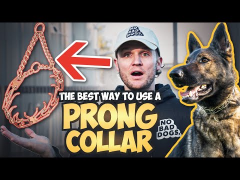 How to use the Prong Collar To Train Your Dog