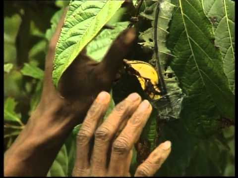 Butterfly farming in Papua New Guinea The southern highlands of ...