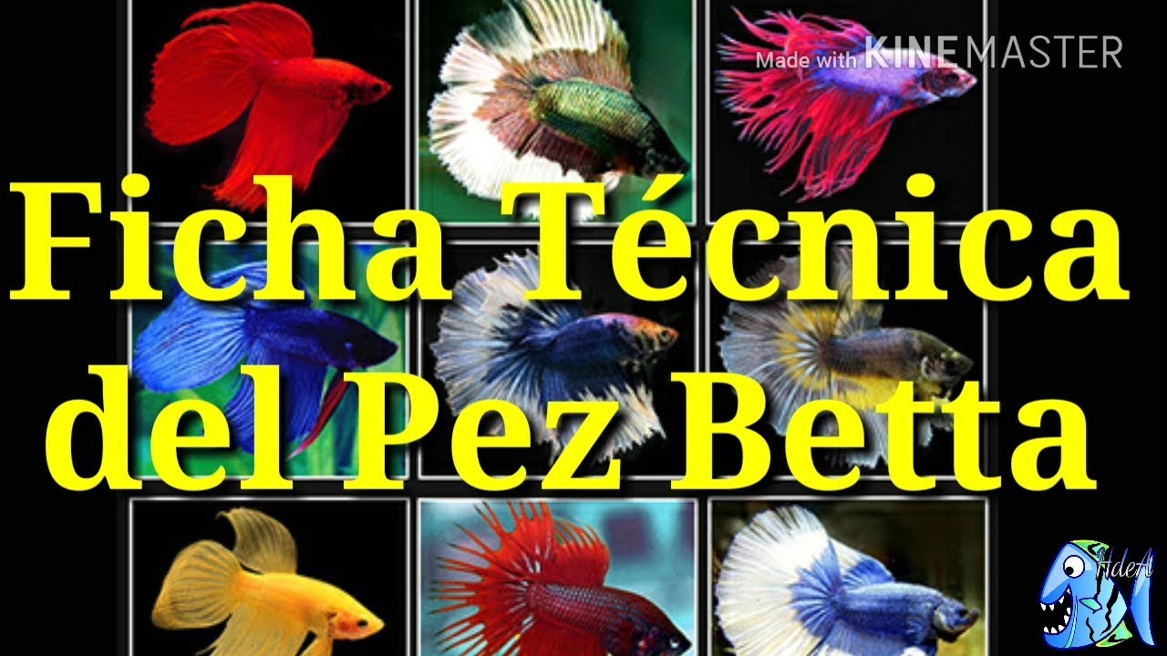 Ficha Técnica Pez Betta  (Betta splendens)