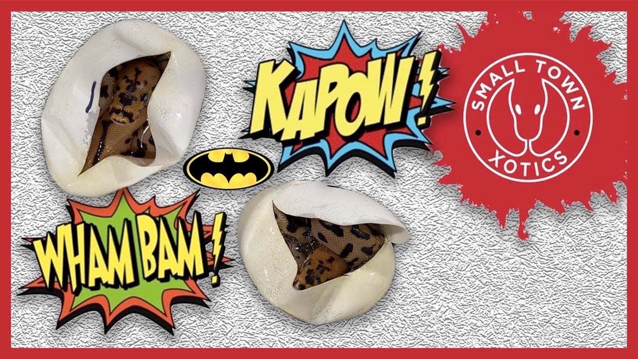 Batman Clutch | Ball Python Egg Cutting