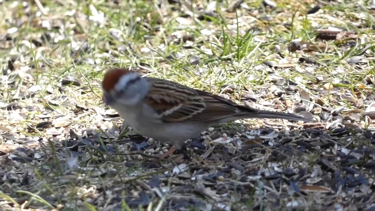 Today's Bird: Chipping Sparrow