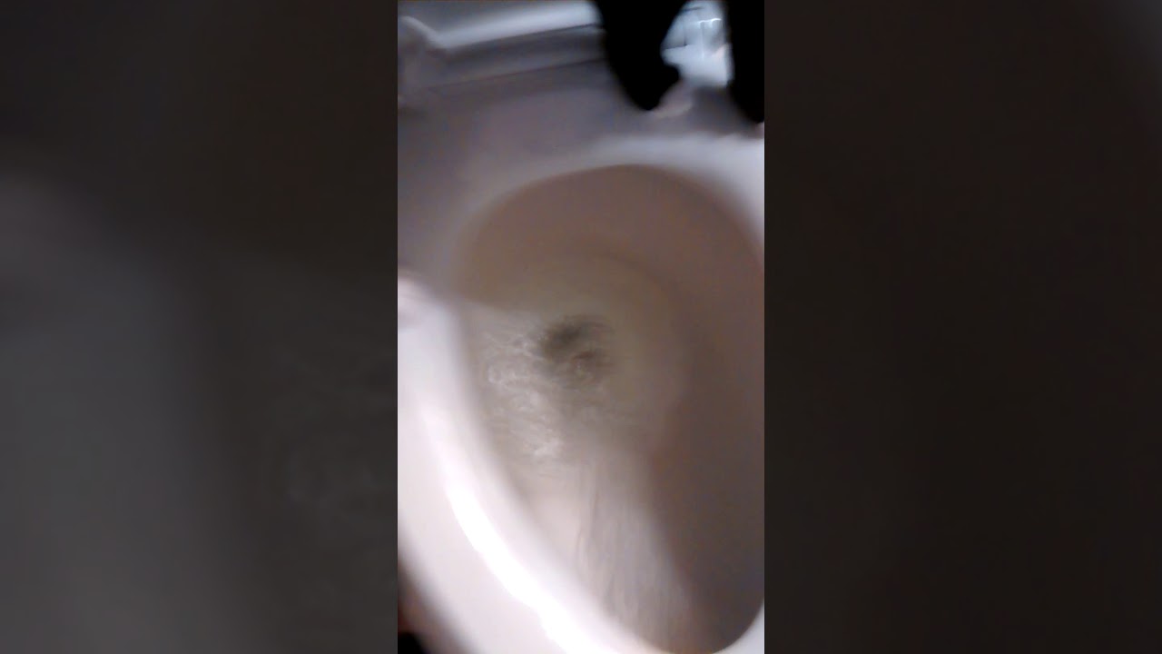 My cat little bear  flushes toilet