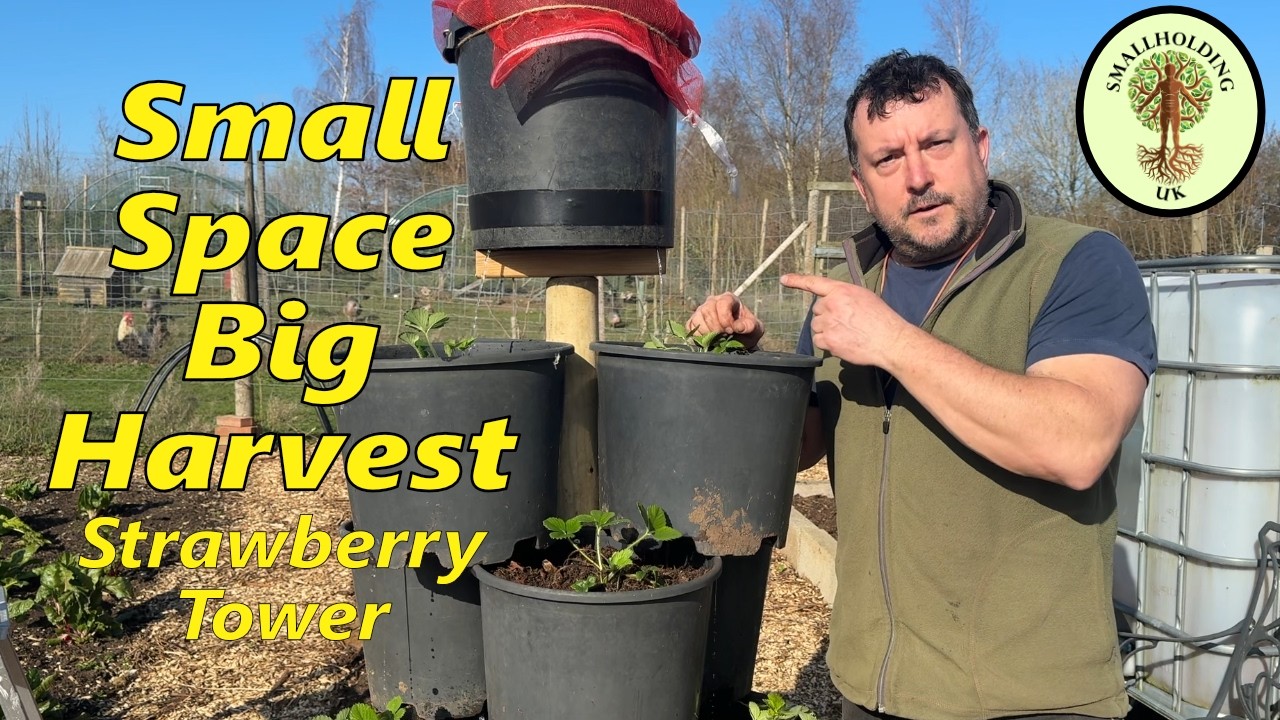 DIY Strawberry Tower from 15L Pots | Grow More Strawberries in Less Space! | Self Sufficiency
