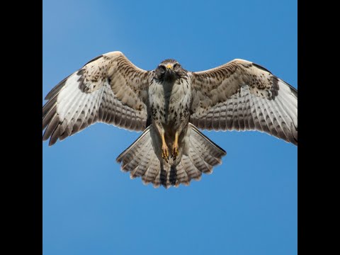 How does a Buzzard locate its food? #shorts