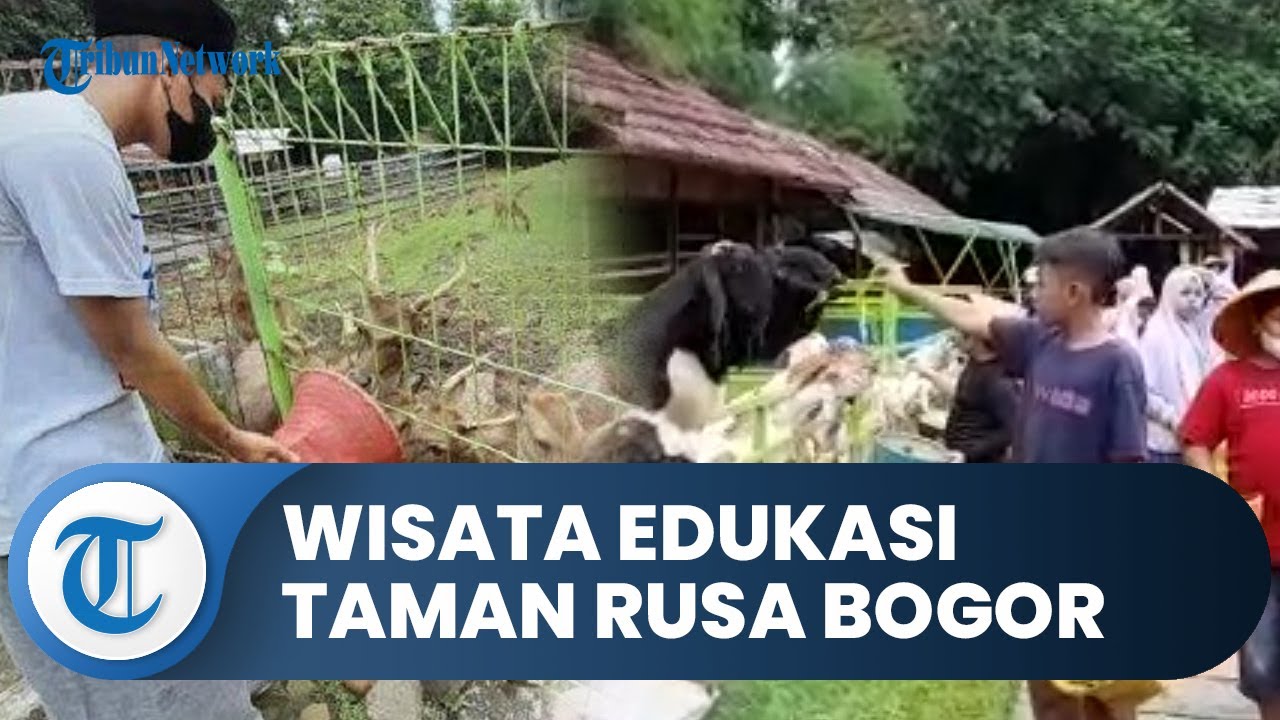 Wisata Edukasi Taman Rusa dan Mini Zoo di Bogor, Bisa Jadi Rekomendasi ...
