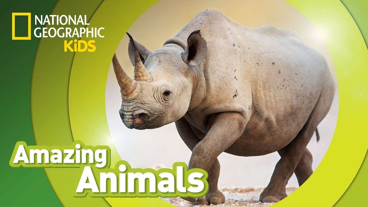 Black Rhino | Amazing Animals