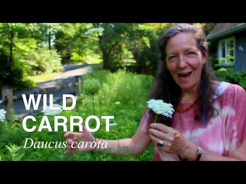 Plant Medicine Series: Wild Carrot