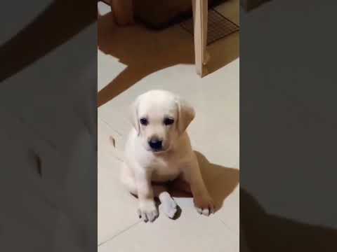 Labrador retriever Puppy video #viral #shorts #labrador #puppy