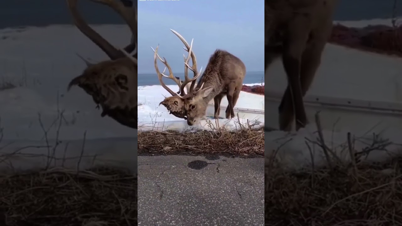 What happens when one Elk's Antlers get tangled up? #shorts