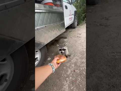 Mapache robando comida #mapache #raccoon #funnyanimals