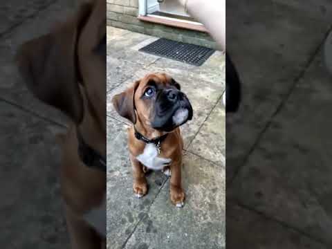 cute boxer puppy learning the sit and lay commands at 3 months