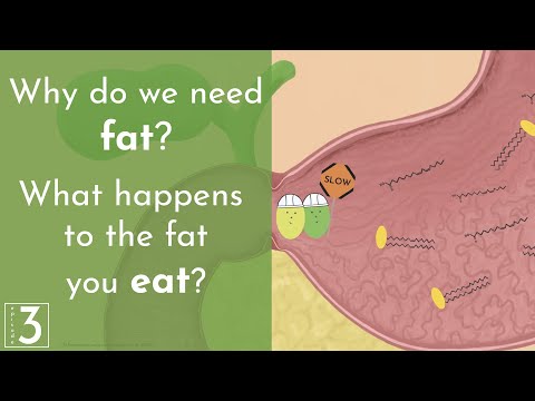 Why do we need fat? What happens to fat when you eat it?