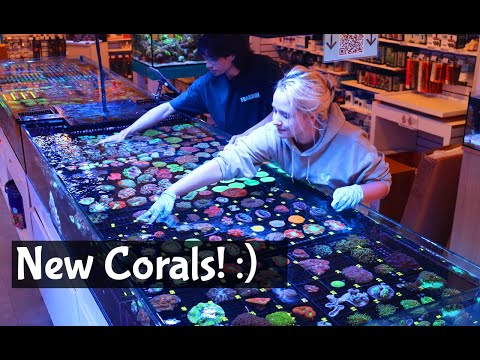 CRAZY NEW CORALS