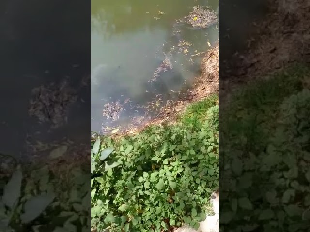 Anti Larva Malaria Oil - Mlo Mosquito Larvicidal Oil Manufacturer from Rau