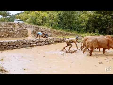 Terrace Farming in India || Nagaland
