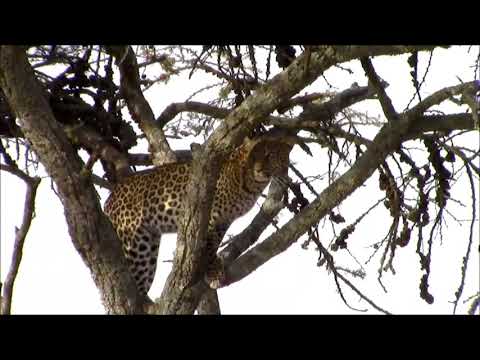 Leopard Tracking