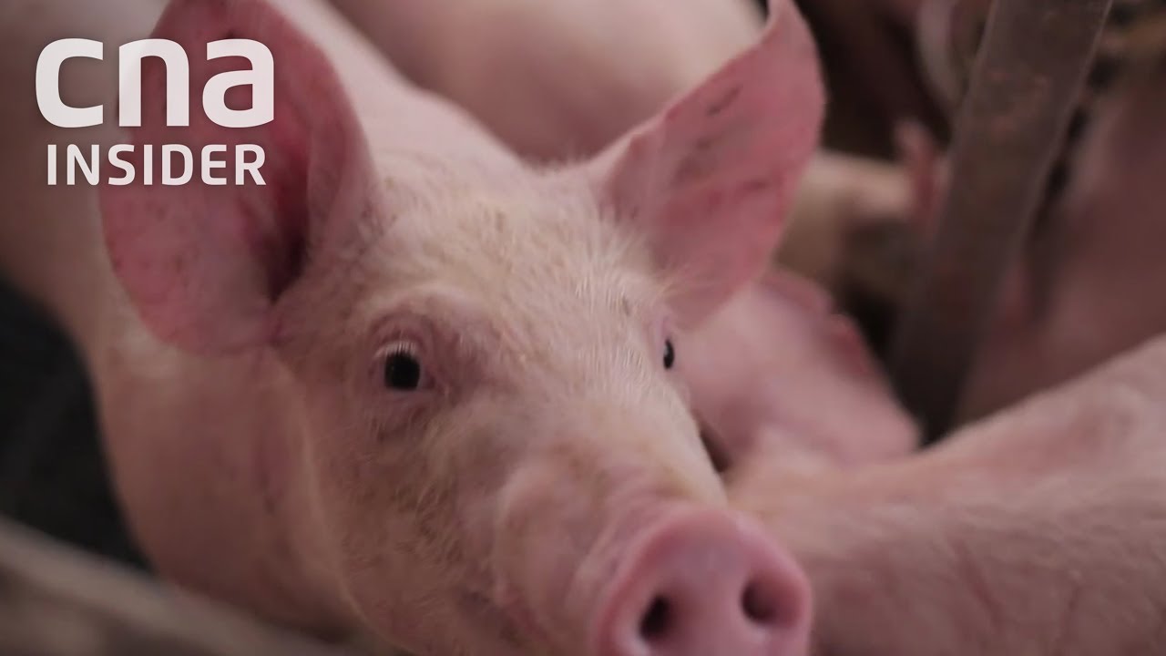 Where Pork Comes From: Malaysia Pig Farm To Singapore