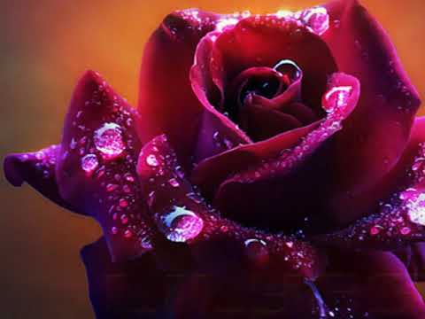 Spiritual Mystery of Red and Purple Roses