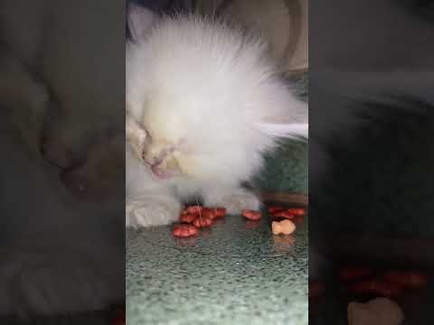 is lunch #kitten #mitten #catshorts