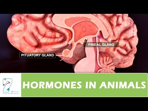 Hormones in Animals Video Lecture - Class 10