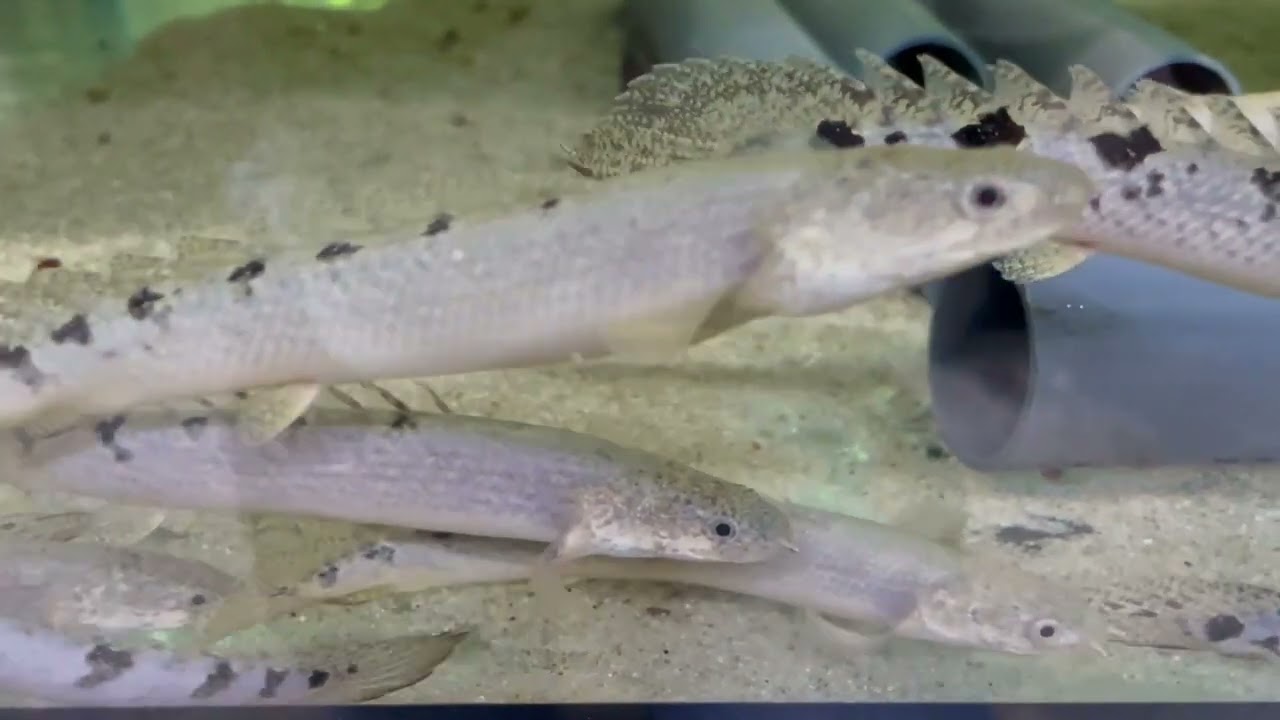 Zaire-Flösselhecht Polypterus delhezi, 49,99