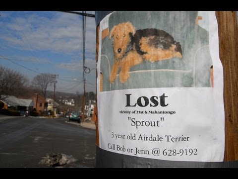 Find Your Lost Pet With Lost Pet Map | You're Addicted to Pugs