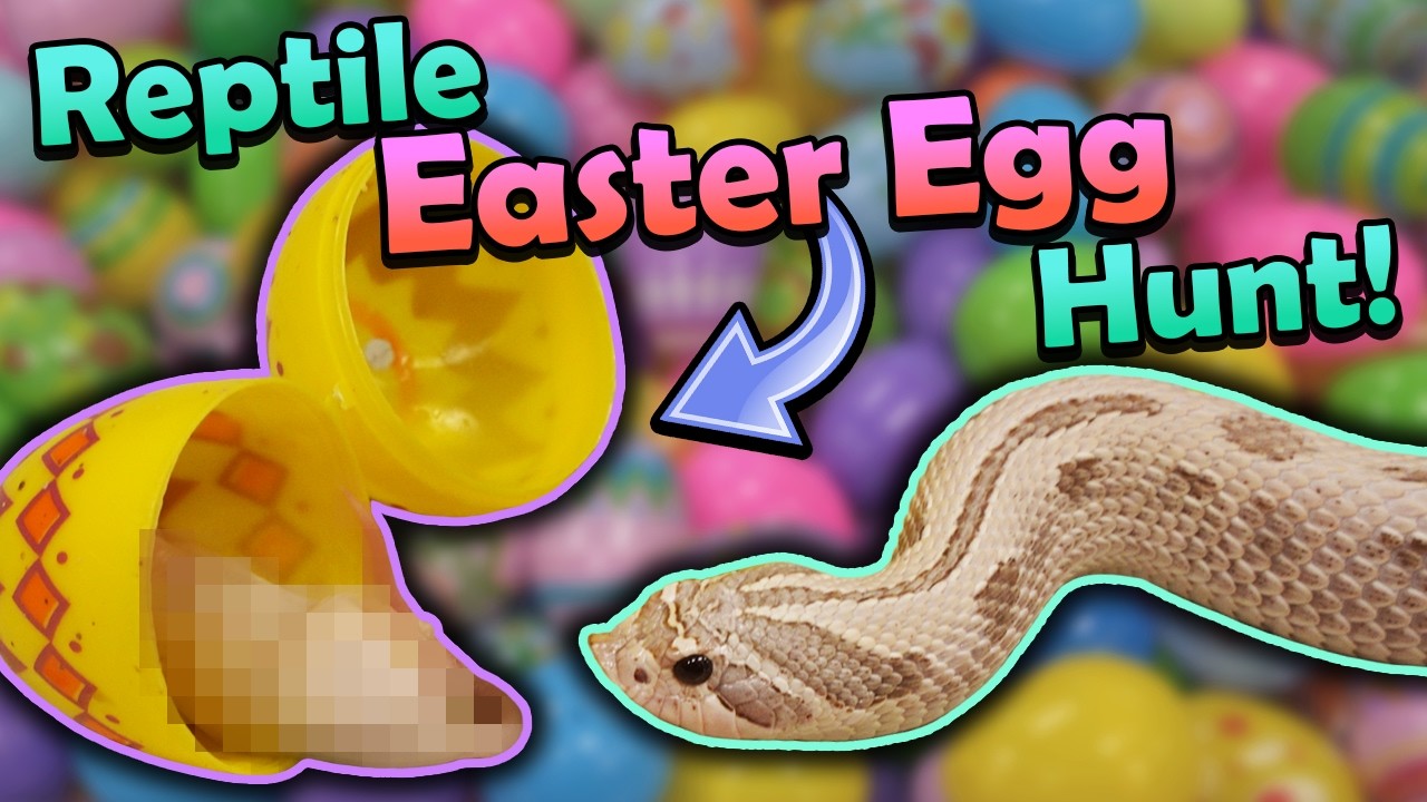 Our Reptiles go on an Easter Egg Hunt!!